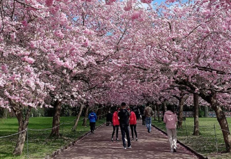 Nagasaki: Private & Custom Cherry Blossom Tour with a Local - Key Points