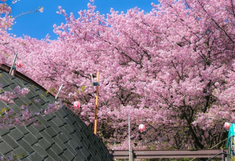 Nagasaki: Private & Custom Cherry Blossom Tour with a Local - FAQs