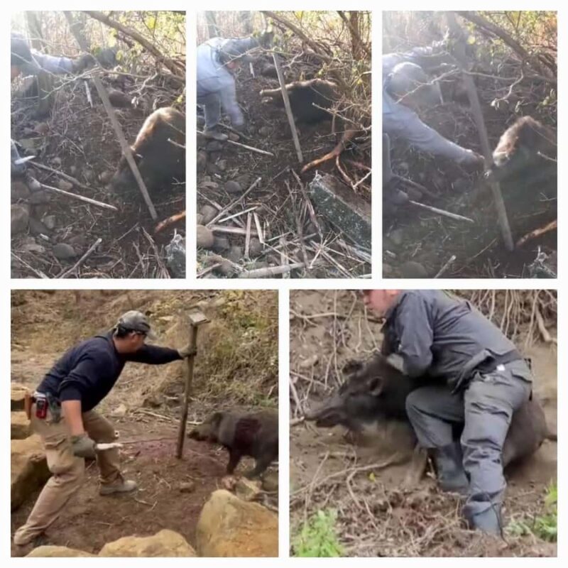 Nagasaki Sasebo: Wild Boar Miso Soup Dinner with Locals - FAQs