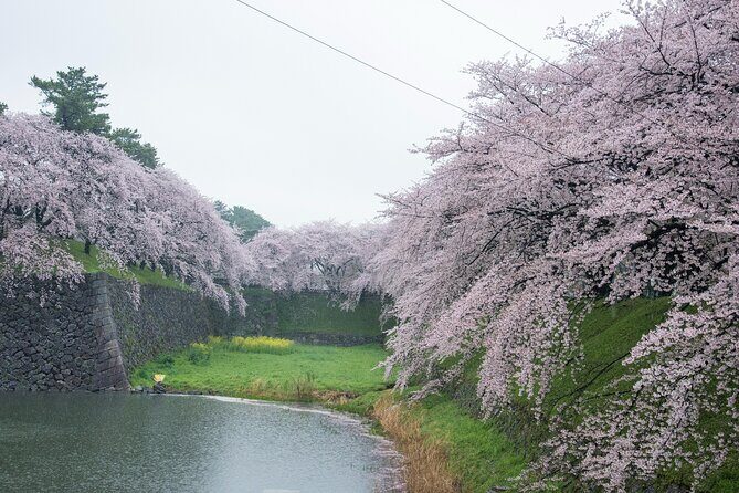 Nagoya Castle Cherry Blossom Festival and Tokugawaen Walking Tour - Analyzing the Value