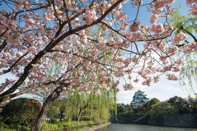 Nagoya Castle Cherry Blossom Festival and Tokugawaen Walking Tour - The Sum Up: Who Should Consider This Tour?