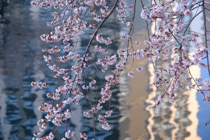 Nagoya City Cherry Blossom Private Sightseeing Tour - Key Points