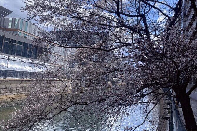 Nagoya City Cherry Blossom Private Sightseeing Tour - Transportation and Pacing