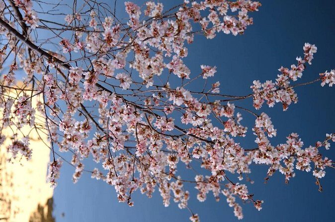 Nagoya City Cherry Blossom Private Sightseeing Tour - Final Thoughts