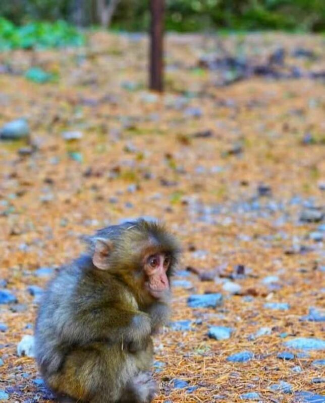 Nagoya: Kamikochi Autumn Hiking & Photography Tour - Authentic Experiences and Participant Feedback
