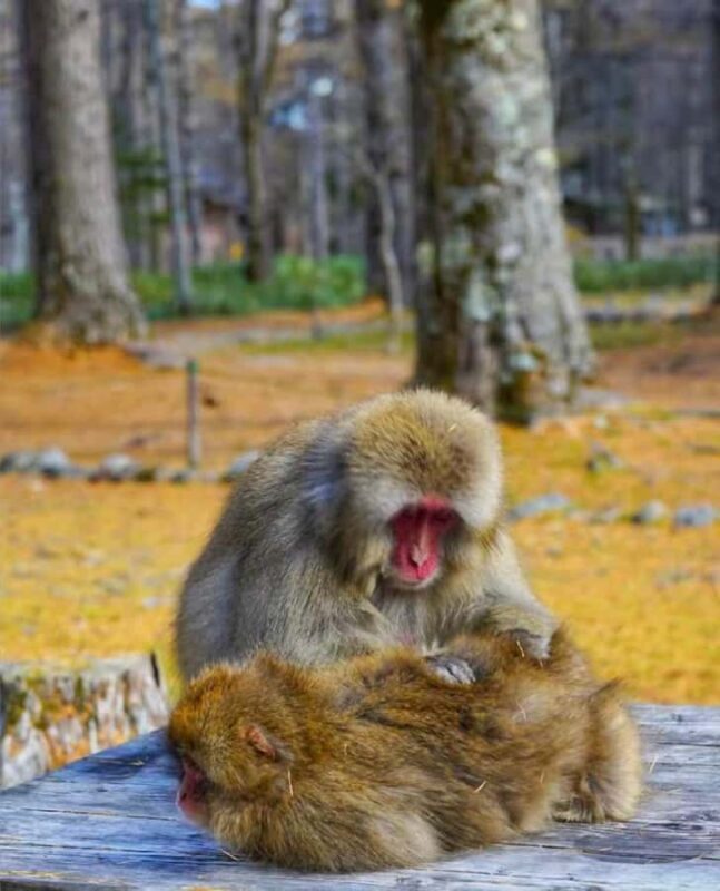 Nagoya: Kamikochi Autumn Hiking & Photography Tour - Who Should Consider This Tour?