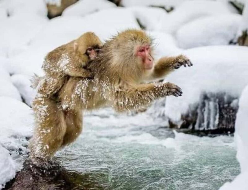 Nagoya: Nagano Private Day Trip with Custom Itinerary - Key Points