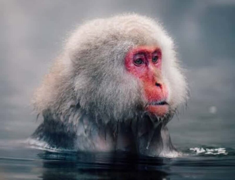 Nagoya: Nagano Private Day Trip with Custom Itinerary - The Journey Begins: Nagoya to Nagano