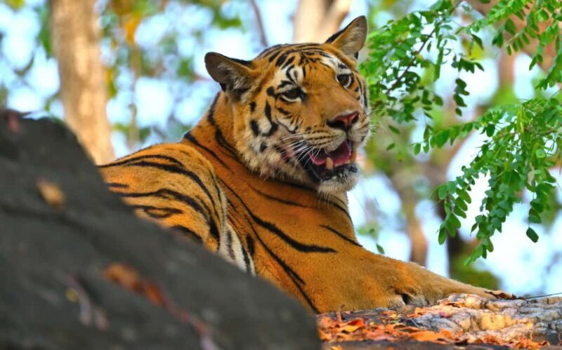 Nagpur: Pench National Park Official Safari with Transfers - What You’ll See and Learn