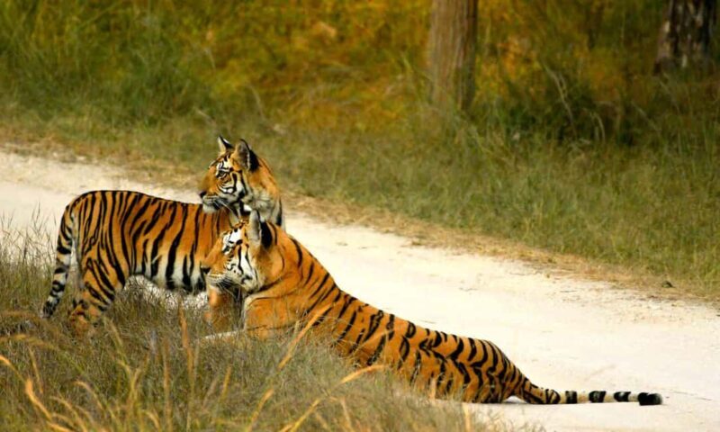 Nagpur: Pench Tiger Safari Tour with 1 Night Accommodation - Key Points