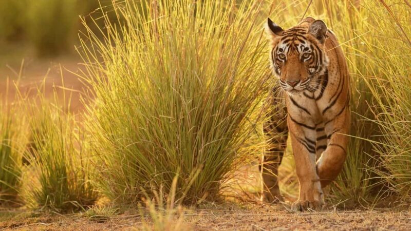 Nagpur: Pench Tiger Safari Tour with 1 Night Accommodation - Practical Details & Tips