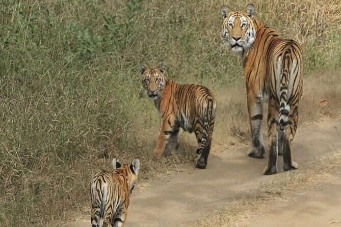 Nagpur to Bhopal via Pench & Satpura National Park - The Historic and Spiritual Heart of Madhya Pradesh