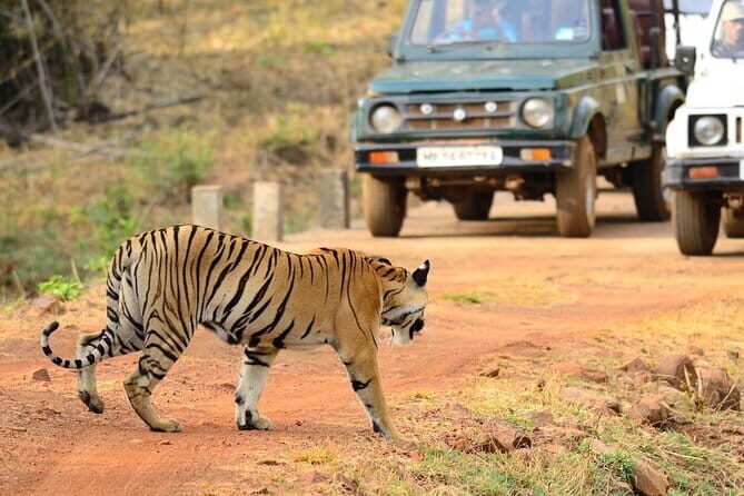 Nagpur to Bhopal via Pench & Satpura National Park - The Sum Up