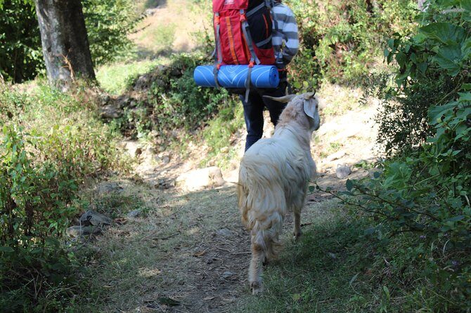 Nagtibba Trek (Dehradun to Dehradun) - Considerations for Potential Trekker