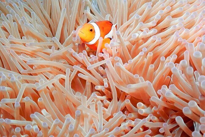 Naha: Full-Day Snorkeling Experience in the Kerama Islands, Okinawa - The Itinerary in Detail