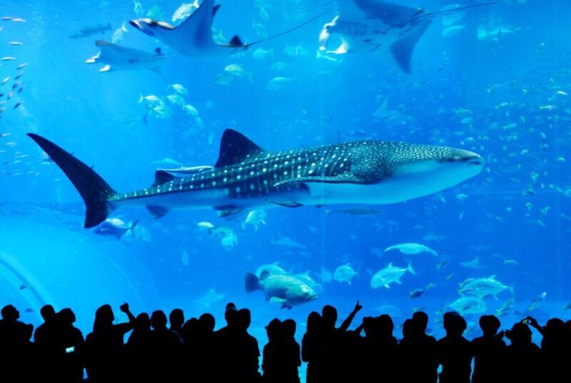 Naha: North Okinawa Sightseeing Tour & Churaumi Aquarium - A Detailed Look at the Tour Experience