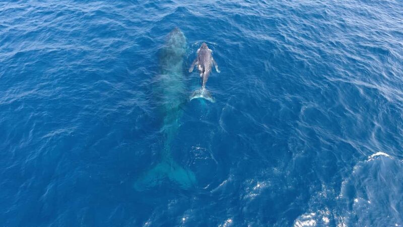 Naha, Okinawa: Kerama Islands Half-Day Whale Watching Tour - FAQs