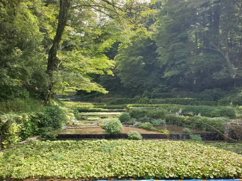 Naka-Izu:2Days Gourmet Journey Wasabi, Wine, Tea, Glamping - Key Points