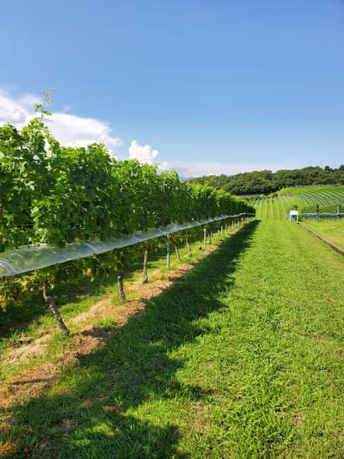 Naka-Izu:2Days Gourmet Journey Wasabi, Wine, Tea, Glamping - Gourmet Meals and Glamping