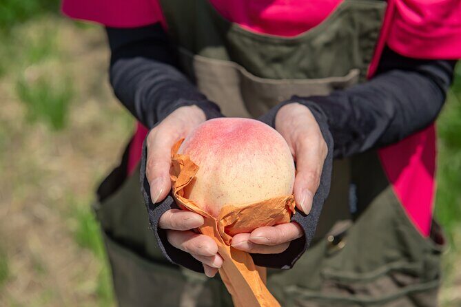 Nakatsu Orchard Fruit Tasting Tour - A Closer Look at the Nakatsu Orchard Fruit Tasting Tour
