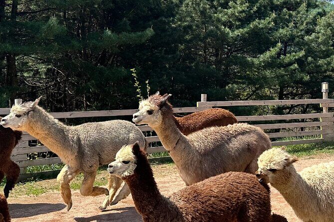 Nami, Alpaca, Petite France, Morning Calm Begonia One Day Tour - FAQs