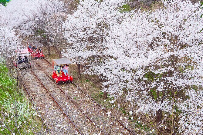 Nami Island/Alpaca/Rail Bike/Petite France/Morning Calm Tour - Who Will Love This Tour?