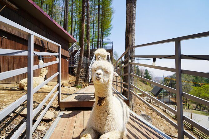 Nami Island/Alpaca/Rail Bike/Petite France/Morning Calm Tour - FAQ