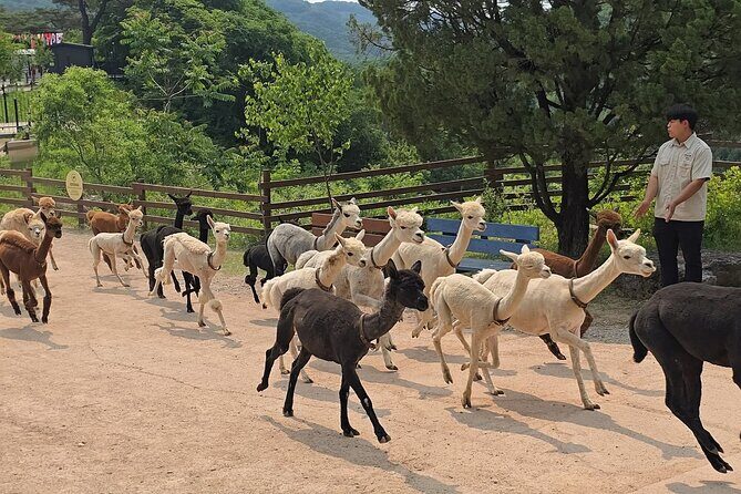 Nami Island, Alpaca World and Railbike Kimyujeong Tour - Practical Details on the Tour