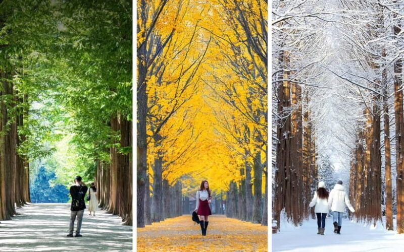 Nami Island, Apple Picking & Railbike Day Trip from Seoul - A Complete Look at the Experience