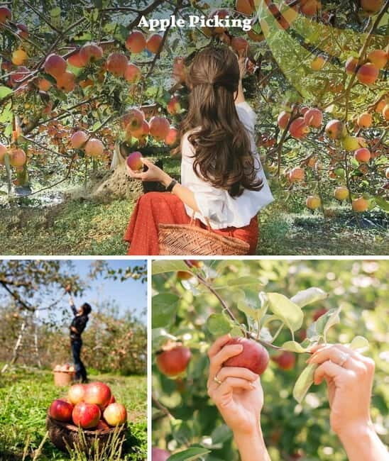 Nami Island, Apple Picking & Railbike Day Trip from Seoul - Who Will Enjoy This Tour?