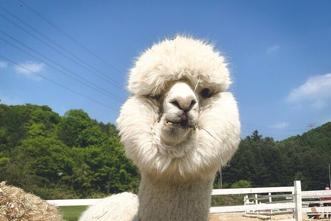 Nami Island, Apple Picking & The Alpaca Garden - Key Points