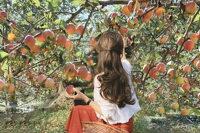 Nami Island, Apple Picking & The Alpaca Garden - What Travelers Are Saying