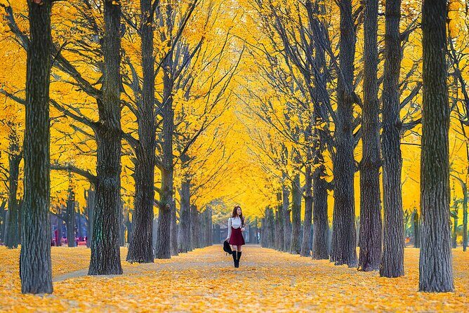 Nami Island, Apple Picking & The Alpaca Garden - FAQ