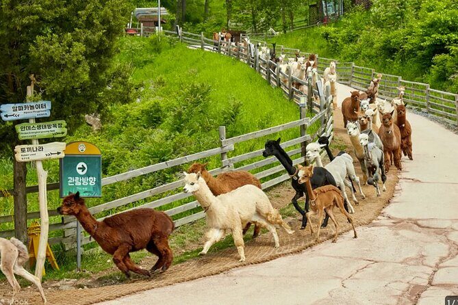 Nami Island from Seoul One Day Trip - Who Should Consider This Tour?
