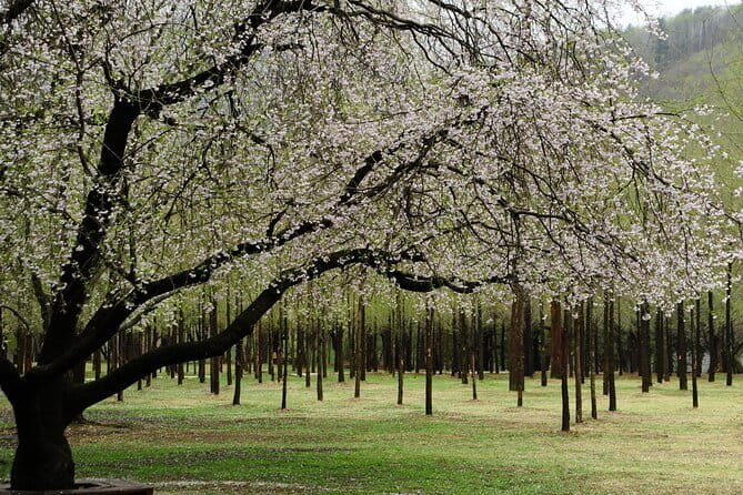 Nami Island, Garden of Morning Calm Tour with Rail Bike Option - Introduction: Is This Tour Right for You?