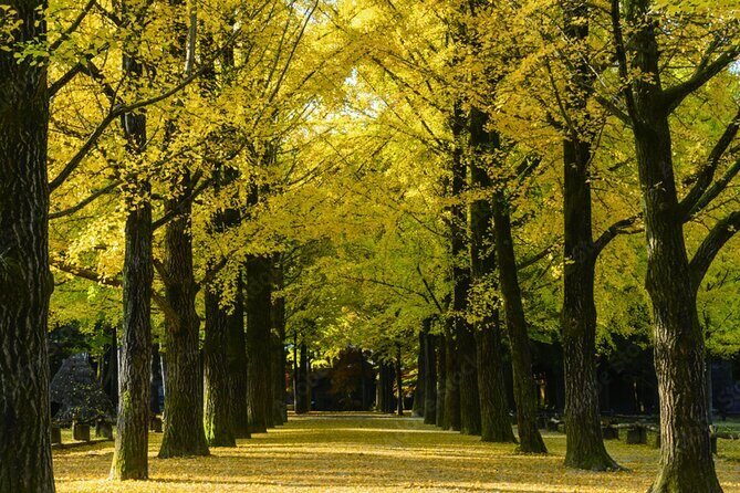 Nami Island, Rail bike & The Alpaca Garden - Authenticity and Practical Tips