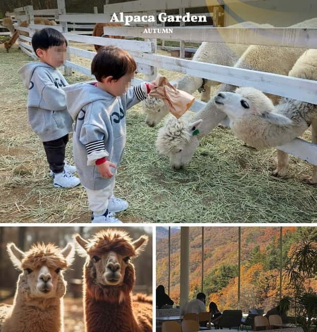 Nami Island, Railbike & Alpaca Garden Day Trip from Seoul - Key Points