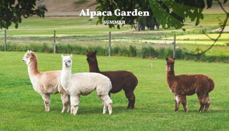 Nami Island, Railbike & Alpaca Garden Day Trip from Seoul - Frequently Asked Questions