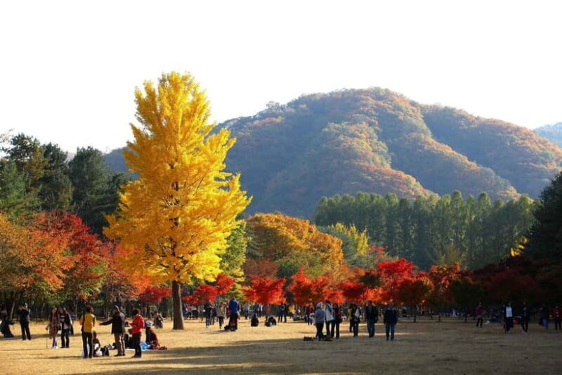 Nami & Maple Road & Theatre des Lumieres Day Tour from Seoul - Seoul’s First Immersive Media Art: Lumières Light Show