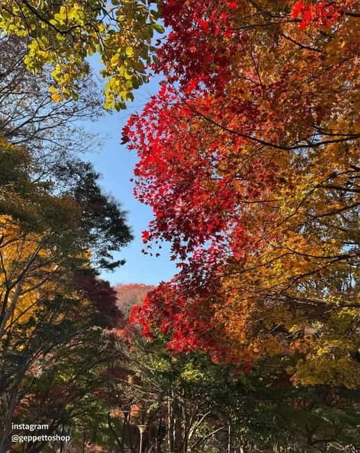 Nami & Maple Road & Theatre des Lumieres Day Tour from Seoul - Who Should Consider This Tour?