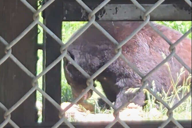 Nanaimo: Cathedral Grove, Waterfalls and Animal Sanctuary - Exploring Vancouver Island’s Natural Beauty