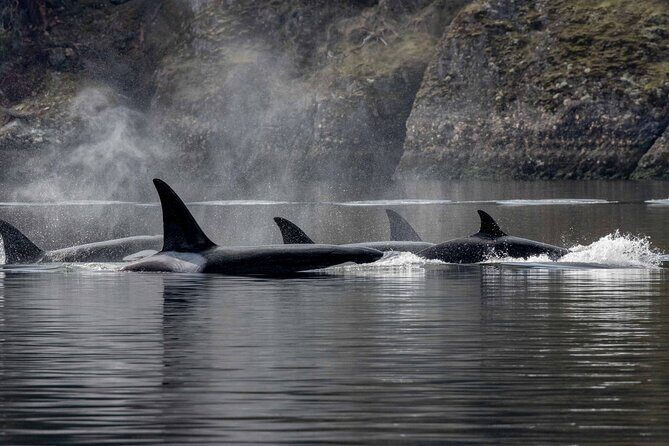 Nanaimo Private Whale Watching - An In-Depth Look at the Nanaimo Private Whale Watching Tour