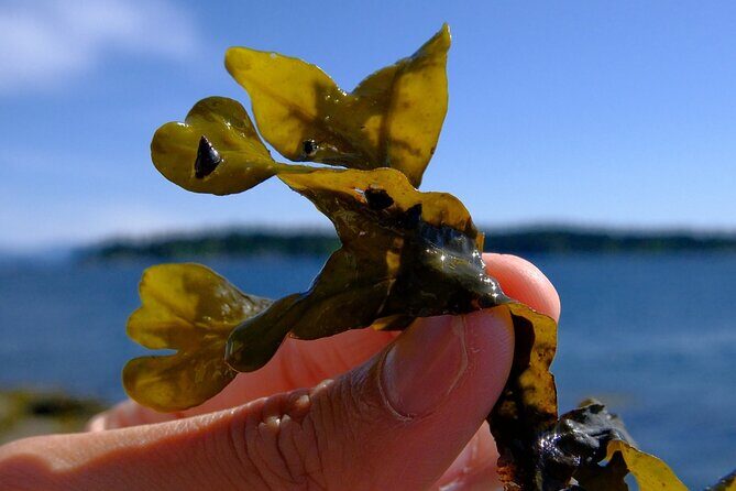 Nanaimo Urban Oasis Trail Walking Tour - FAQs