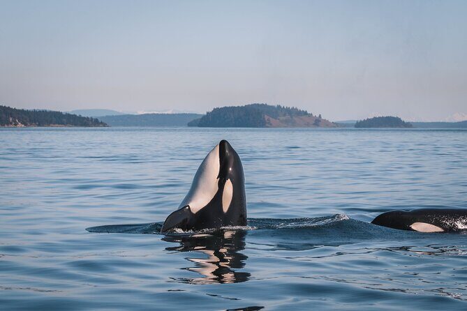 Nanaimo Whale Watching in a Semi-Covered Boat - An Up-Close Look at the Nanaimo Whale Watching Tour