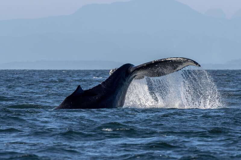 Nanaimo: Whale Watching Open Boat Tour - Key Points