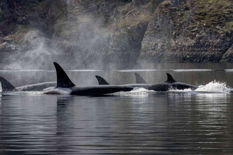 Nanaimo: Whale Watching Open Boat Tour - What is the Tour All About?
