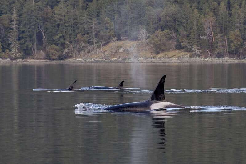 Nanaimo: Whale Watching Open Boat Tour - What’s Included and What You Should Bring