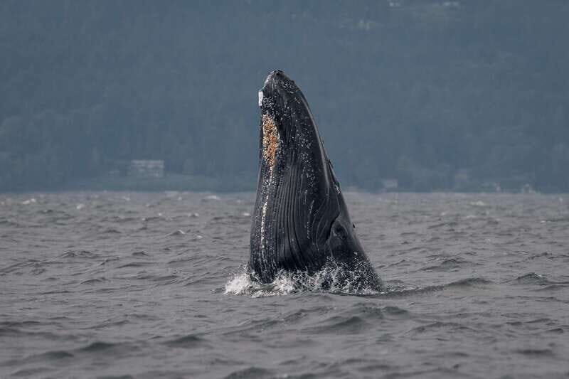 Nanaimo: Whale Watching Open Boat Tour - How About the Price and Value?