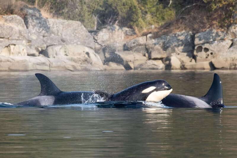 Nanaimo: Whale Watching Open Boat Tour - Final Thoughts