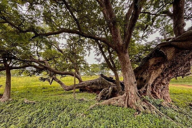 Nandi Trail Tour - A Closer Look at the Nandi Trail Tour